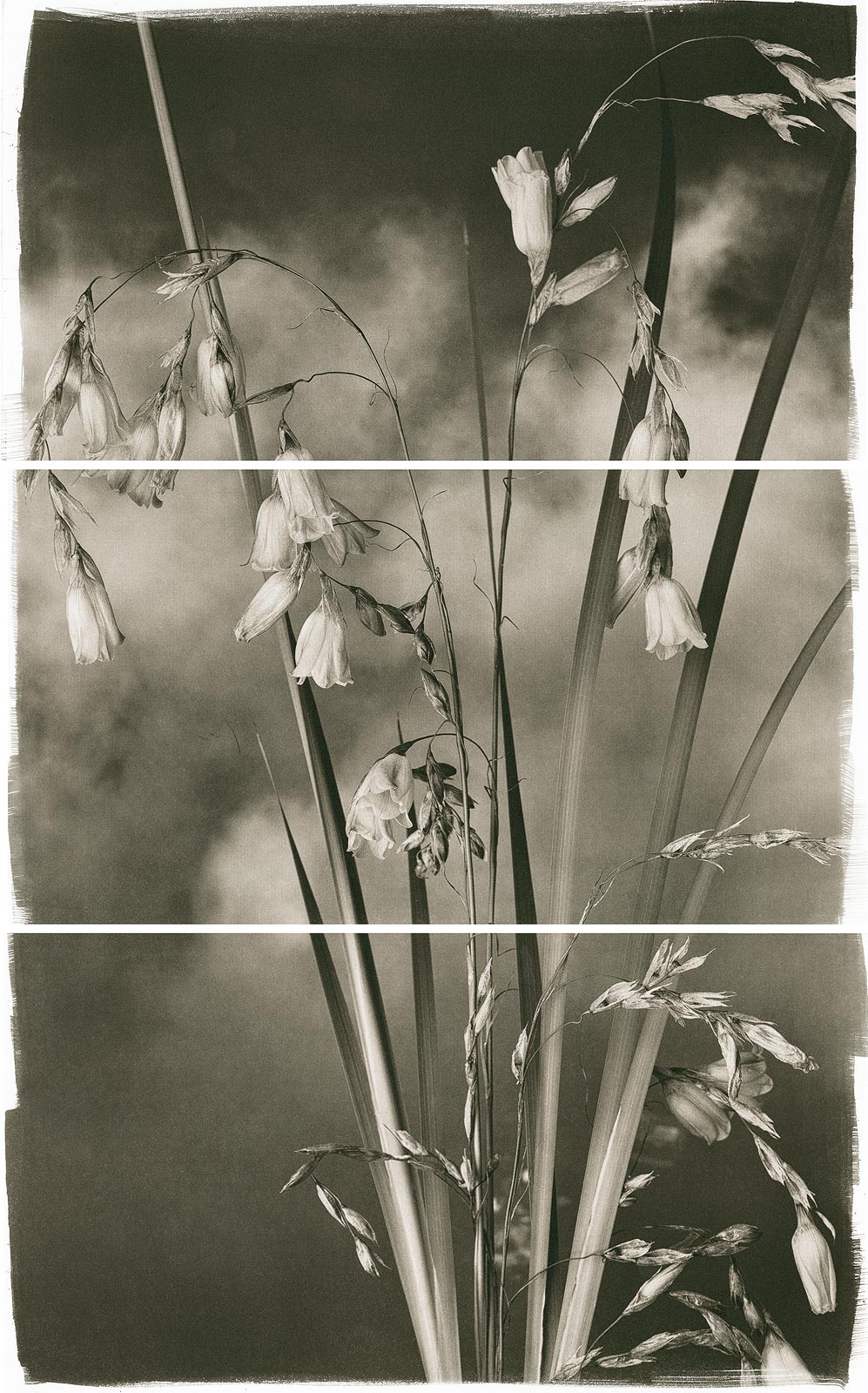 Valley Grasses III - Obscura Gallery, Santa Fe, New Mexico Contemporary ...