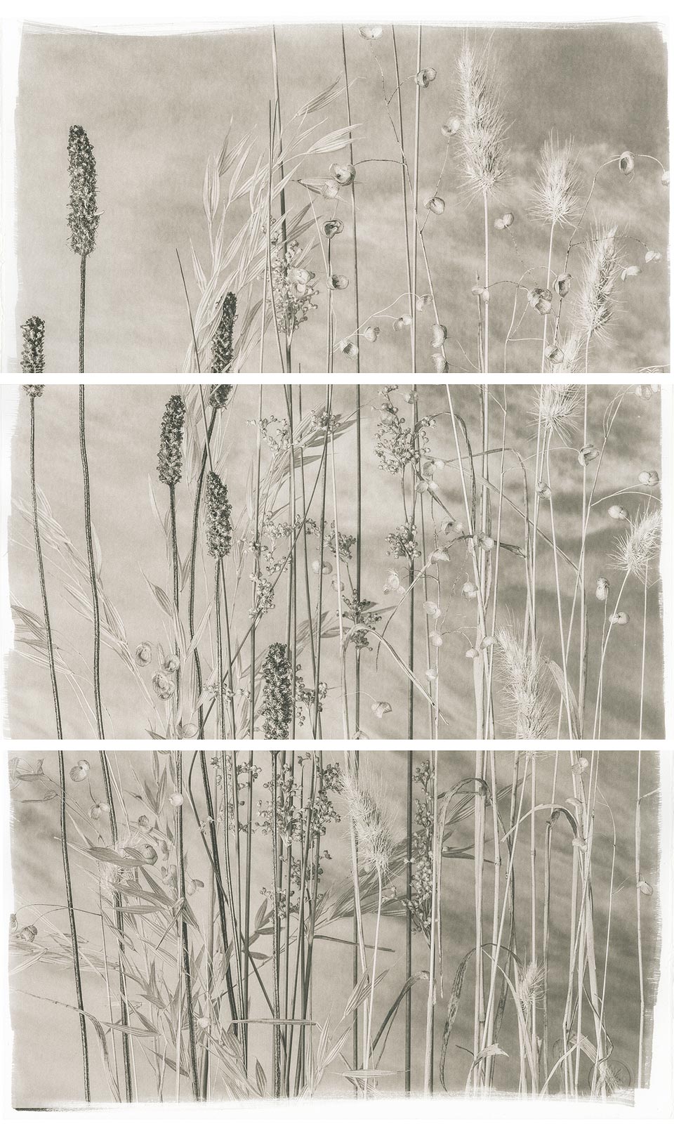 Valley Grasses VI - Obscura Gallery, Santa Fe, New Mexico Contemporary ...