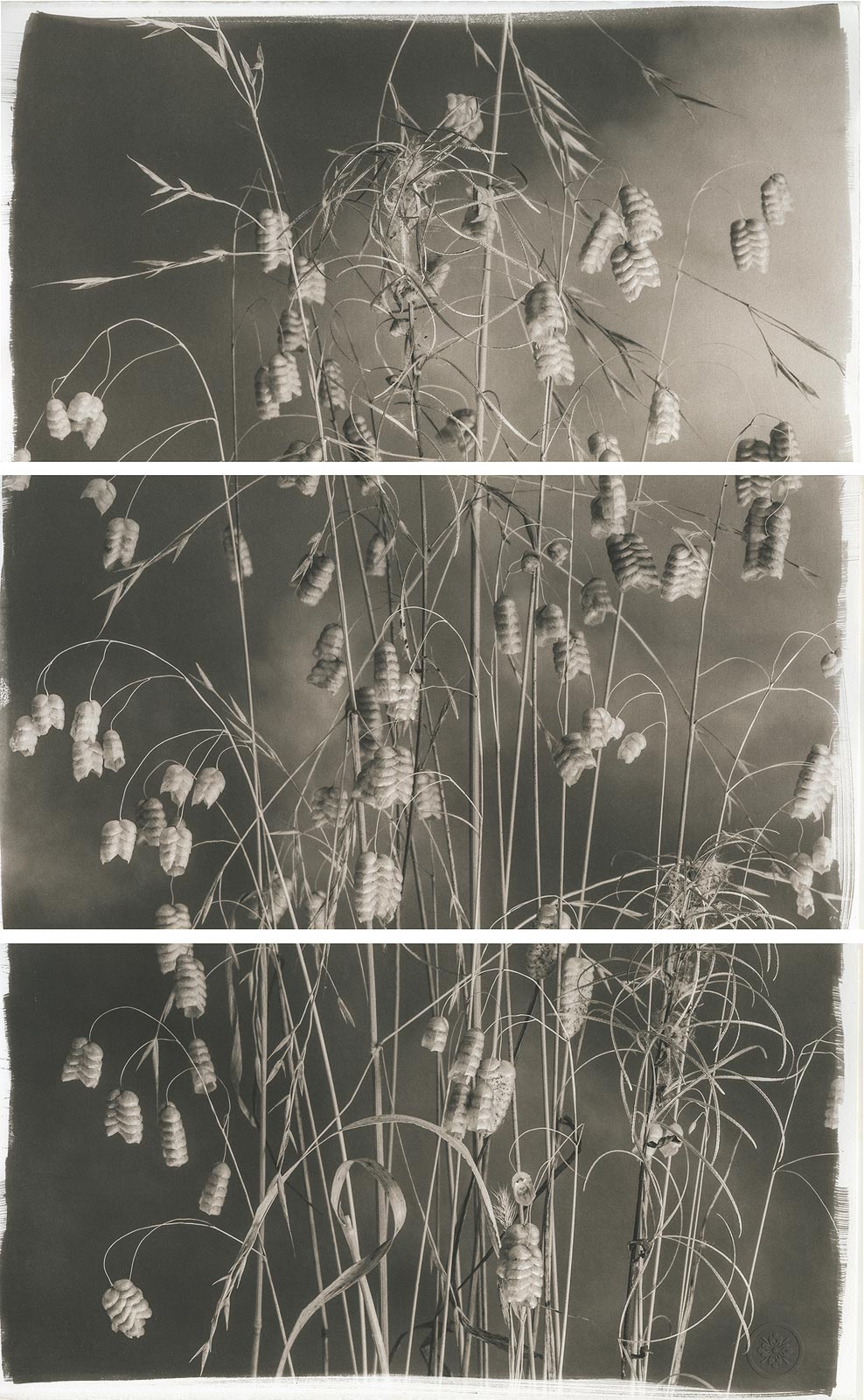 Valley Grasses VII - Obscura Gallery, Santa Fe, New Mexico Contemporary ...