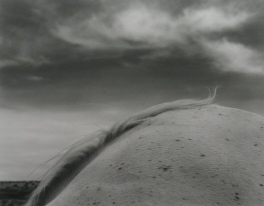 Singular Collection 21st Century photographers for sale at Obscura Gallery