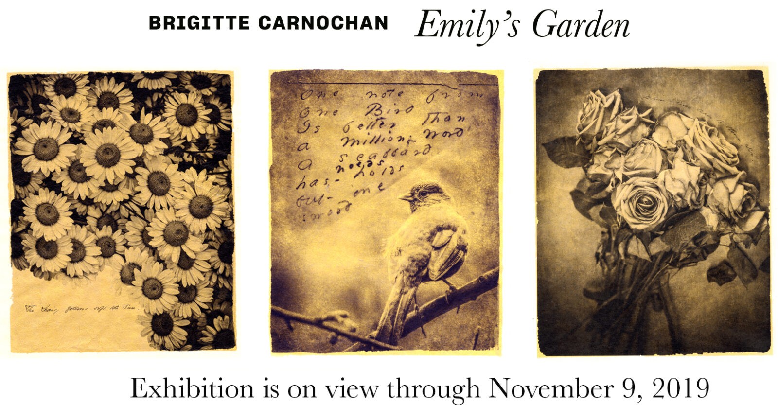 Discover the Beauty of Emily's Garden Art