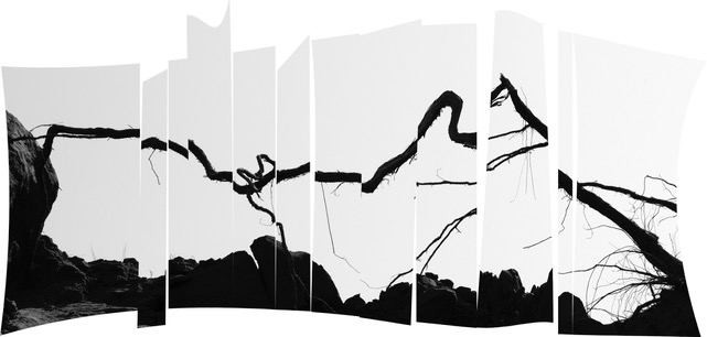 SAM ELKIND. Blasted Tree, 2024